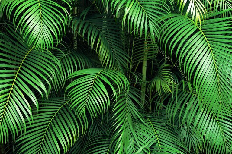 Wall Mural | Fern - Grafix Wall Art